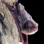 Field Guide to Australian Bats | Auswildlife