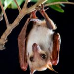 Field Guide to Australian Bats | Auswildlife