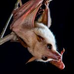 Field Guide to Australian Bats | Auswildlife