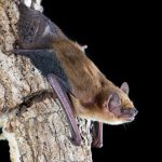 Field Guide to Australian Bats | Auswildlife