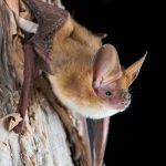 Field Guide to Australian Bats | Auswildlife