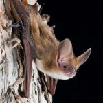 Field Guide to Australian Bats | Auswildlife