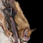 Field Guide to Australian Bats | Auswildlife