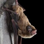 Field Guide to Australian Bats | Auswildlife