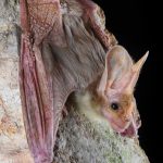 Field Guide to Australian Bats | Auswildlife