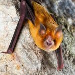 Field Guide to Australian Bats | Auswildlife