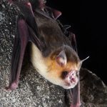 Field Guide to Australian Bats | Auswildlife