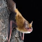Field Guide to Australian Bats | Auswildlife