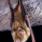 Field Guide to Australian Bats | Auswildlife