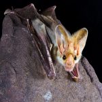 Field Guide to Australian Bats | Auswildlife