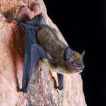 Field Guide to Australian Bats | Auswildlife