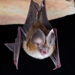 Field Guide to Australian Bats | Auswildlife