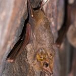 Field Guide to Australian Bats | Auswildlife