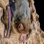 Field Guide to Australian Bats | Auswildlife