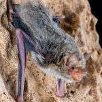 Field Guide to Australian Bats | Auswildlife