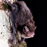 Field Guide to Australian Bats | Auswildlife
