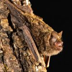 Field Guide to Australian Bats | Auswildlife