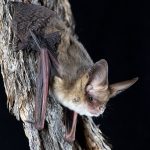 Field Guide to Australian Bats | Auswildlife