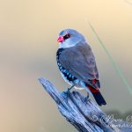Australian Birds | Auswildlife