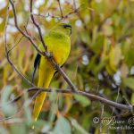 Australian Birds | Auswildlife