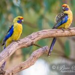 Australian Birds | Auswildlife