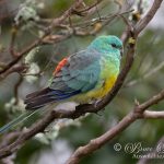 Australian Birds | Auswildlife