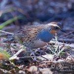Australian Birds | Auswildlife