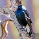 Australian Birds | Auswildlife