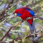 Australian Birds | Auswildlife