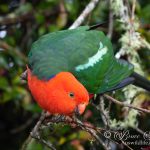 Australian Birds | Auswildlife