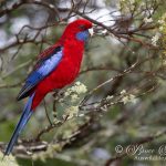 Australian Birds | Auswildlife