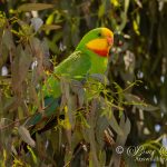 Australian Birds | Auswildlife