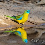 Australian Birds | Auswildlife