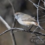 Australian Birds | Auswildlife