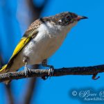 Australian Birds | Auswildlife
