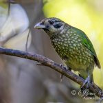 Australian Birds | Auswildlife