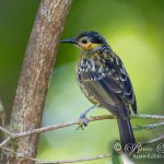 Australian Birds | Auswildlife