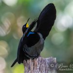 Australian Birds | Auswildlife