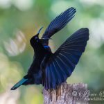 Australian Birds | Auswildlife