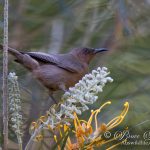 Australian Birds | Auswildlife