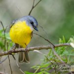 Australian Birds | Auswildlife