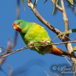Australian Birds | Auswildlife