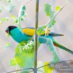 Australian Birds | Auswildlife