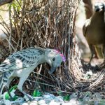 Australian Birds | Auswildlife