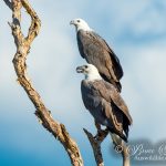 Australian Birds | Auswildlife