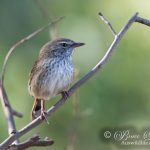 Australian Birds | Auswildlife