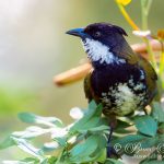 Australian Birds | Auswildlife