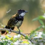 Australian Birds | Auswildlife