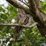 Australian Birds | Auswildlife