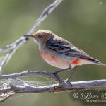Australian Birds | Auswildlife